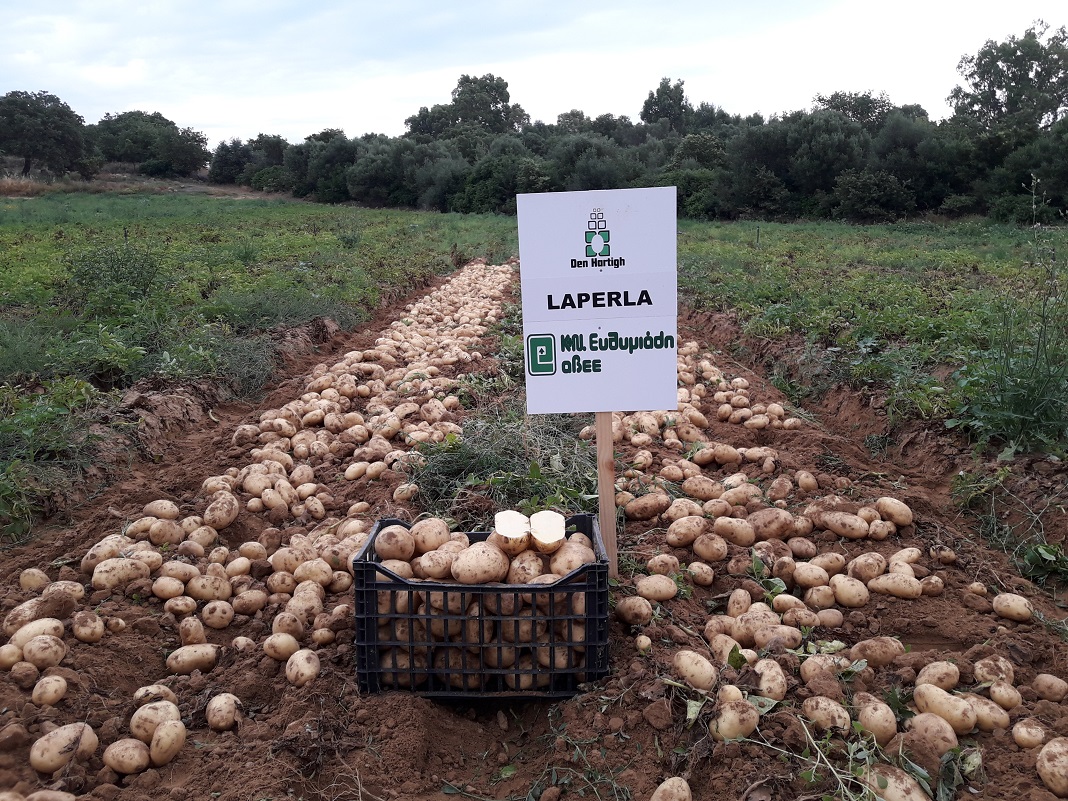 LAPERLA