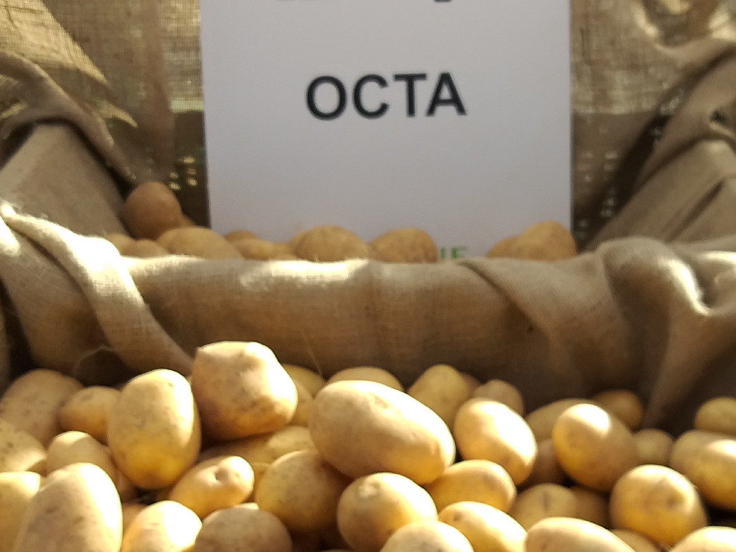OCTA
